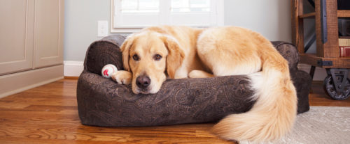 How To Find The Best Dog Bed for Your Dog - Snoozer Tails Blog ...