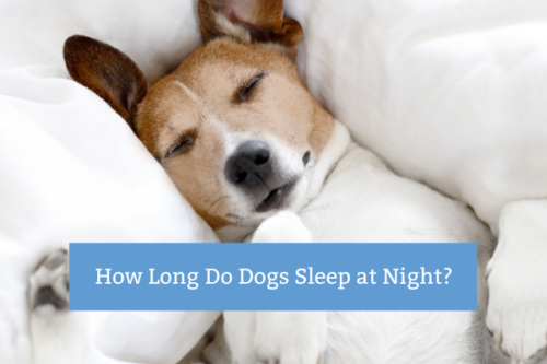 How Many Hours a Day Do Dogs Sleep? - SnoozerPetProducts.com