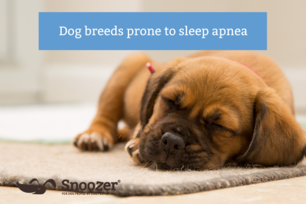 Can dogs have sleep apnea?
