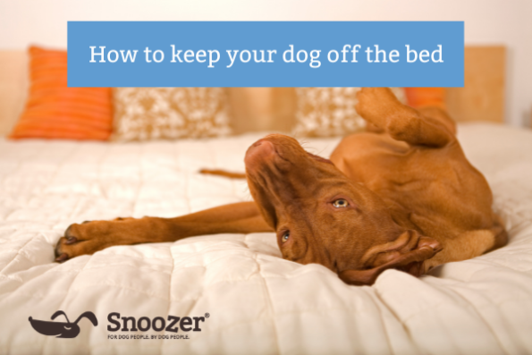 How to keep a dog off of your bed