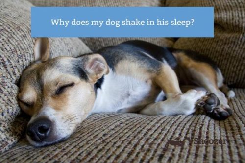 Why does my dog shake in his sleep? | Snoozer Pets
